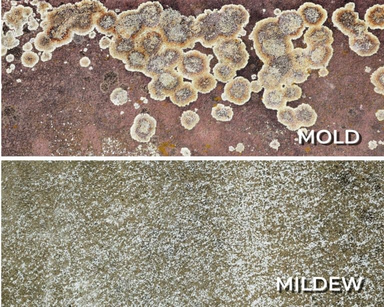 What Is White Mold and Is It Dangerous? - Oh So Spotless